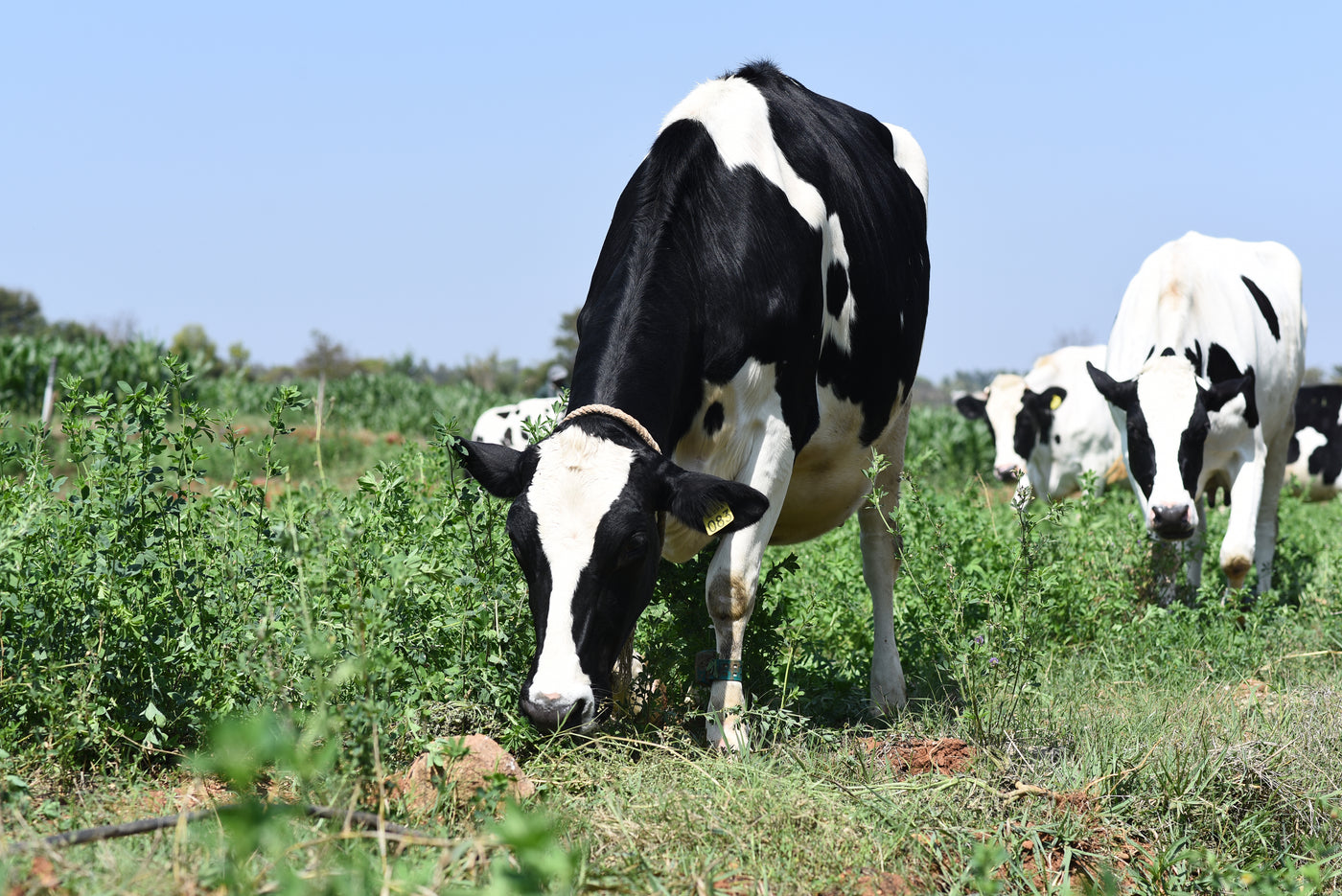 Our Story Page – Alepa Farm